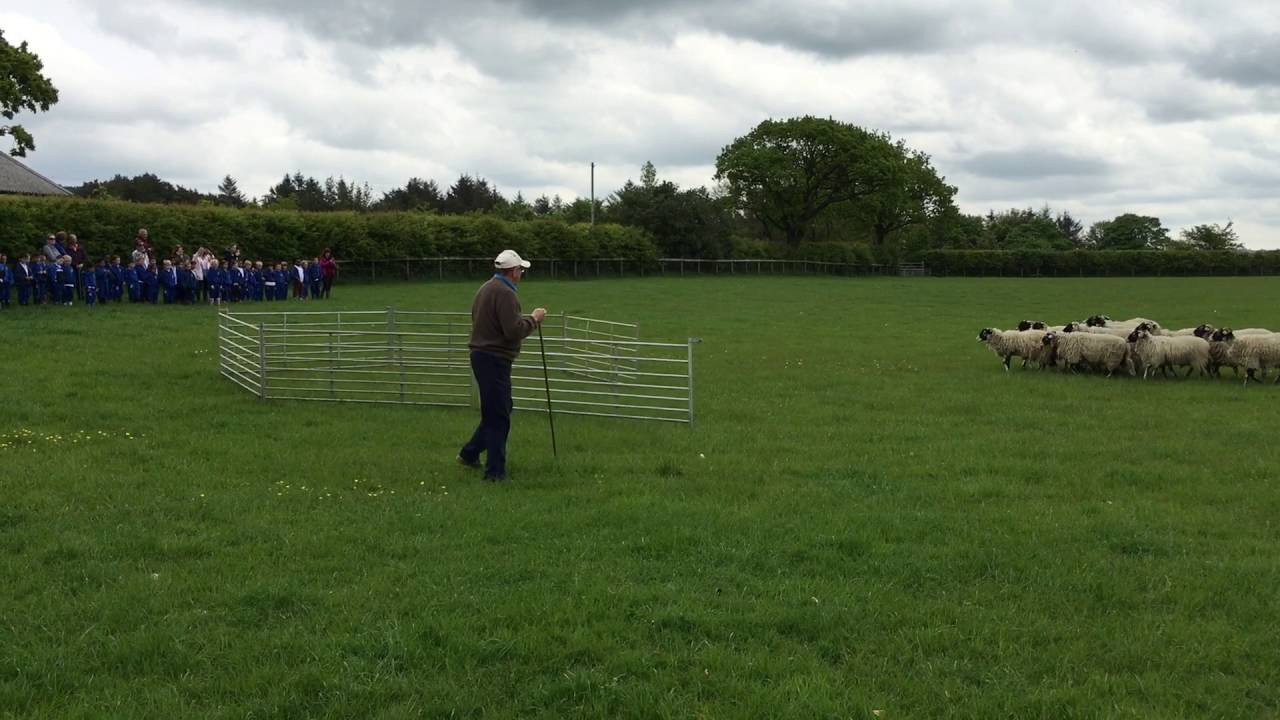 Sheepdog Demonstration mp4 - YouTube