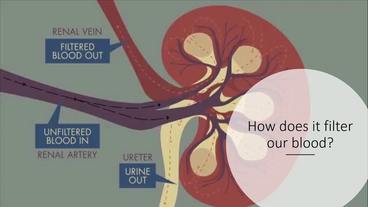 urinary system grade 5 - YouTube