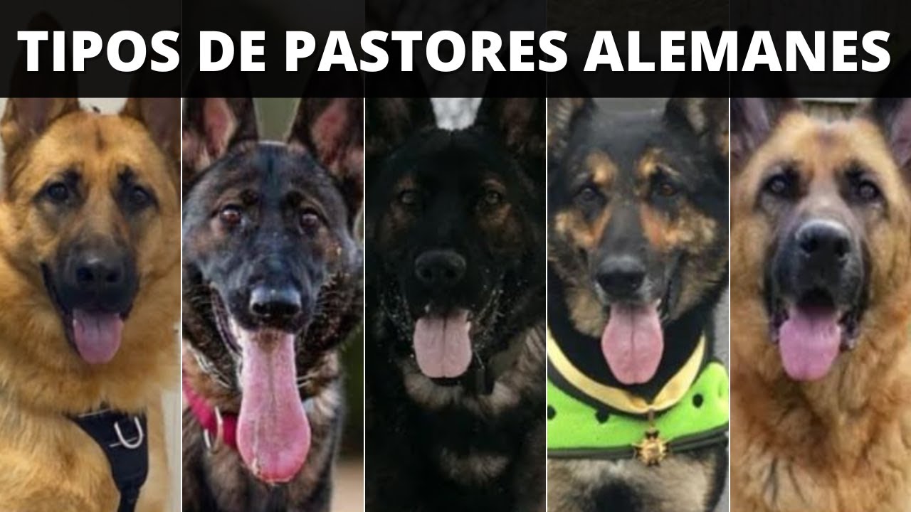 Conozca los CINCO TIPOS DE PASTORES ALEMANES - YouTube