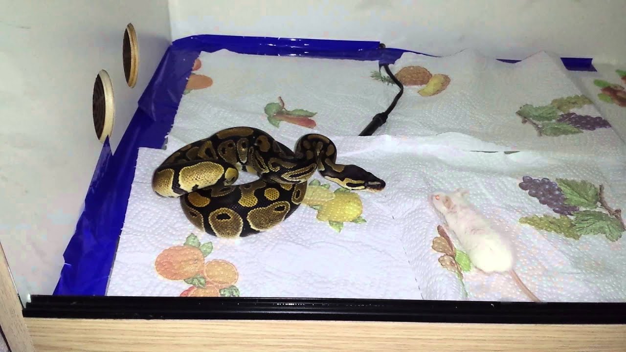 Pitone vs topo - YouTube