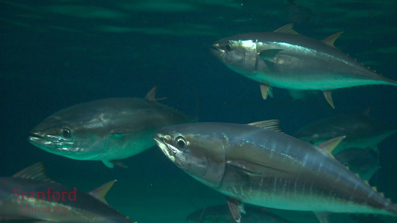 Tuna Feeding at the Tuna Research and Conservation Center - YouTube