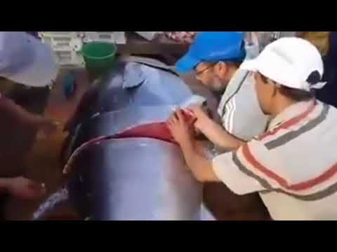 Adamlar yaş pasta keser gibi balık kesiyorlar!