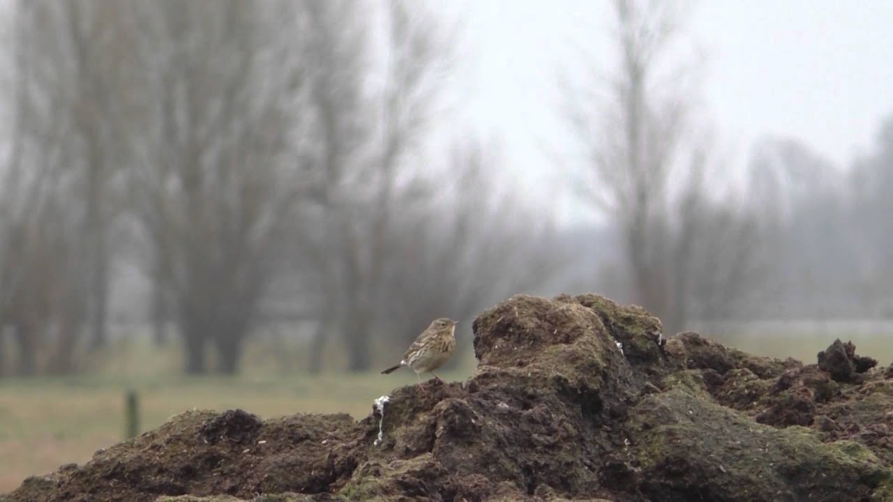Natuur in Nederland: graspieper op een mesthoop - YouTube