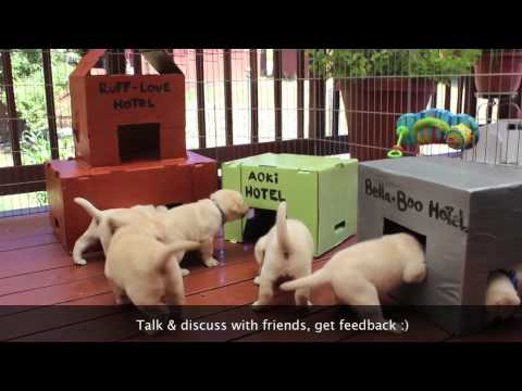 4 week old labrador retriever puppies! - YouTube