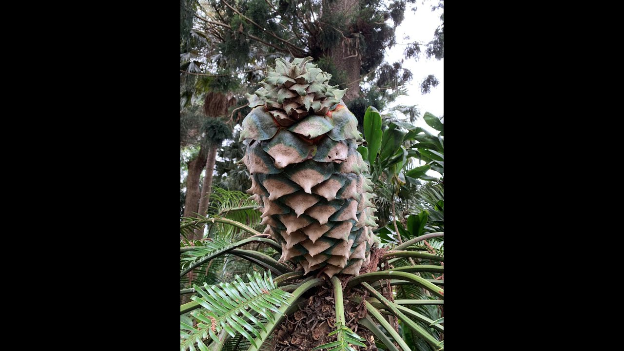 Lepidozamia peroffskyana - Pineapple Cycad - YouTube