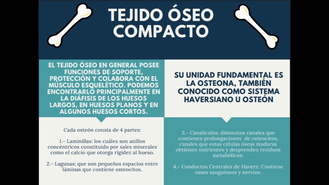 Tejido Óseo Compacto - YouTube