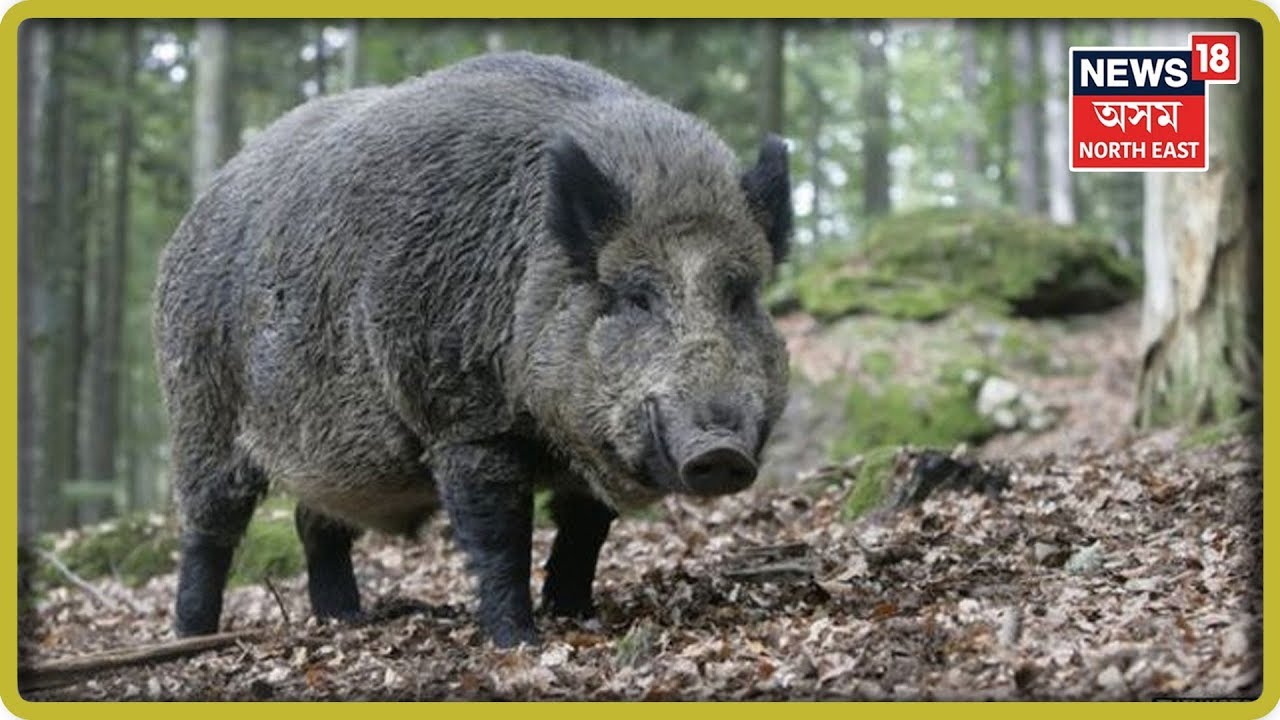 Wild Pig Attacks 12 People And Injured Them In Koliabor - YouTube