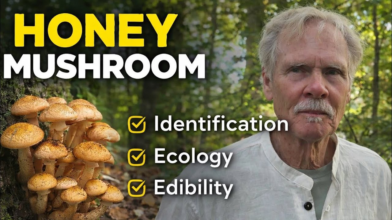 Home - Dr. Christopher Hobbs, Ph.D.