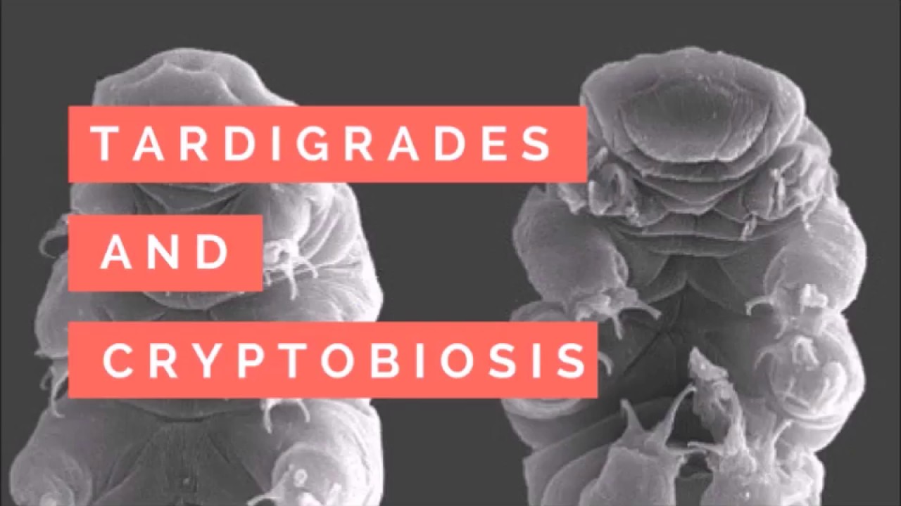 Tardigrades and Cryptobiosis (Science Ambassador Scholarship) - YouTube