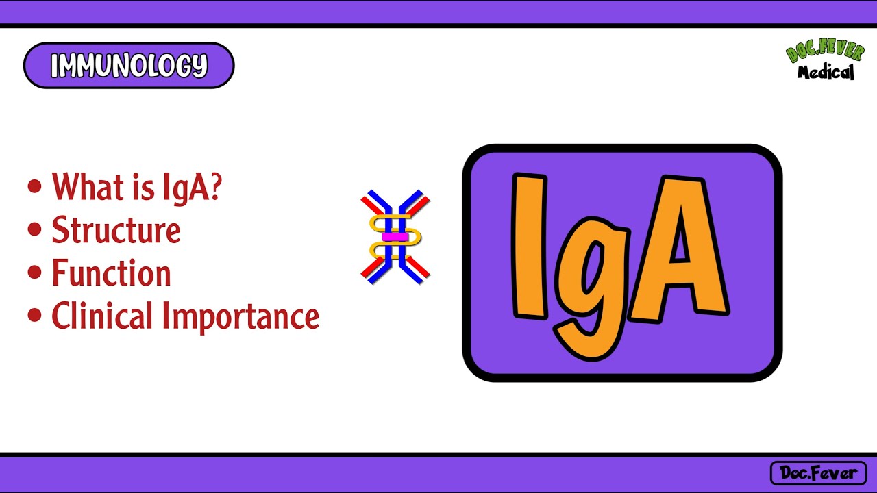 IgA Antibody Explained | Mucosal Immunity, Functions, and Deficiency ...