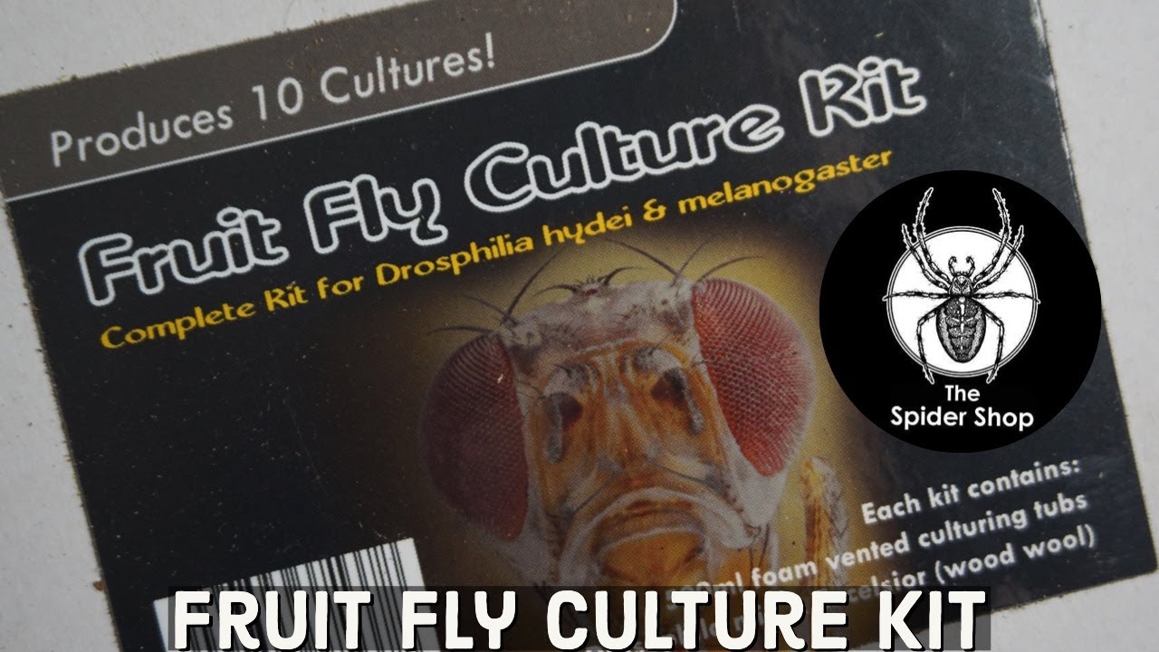 The Spider Shop Fruit Fly Culture Kit - YouTube