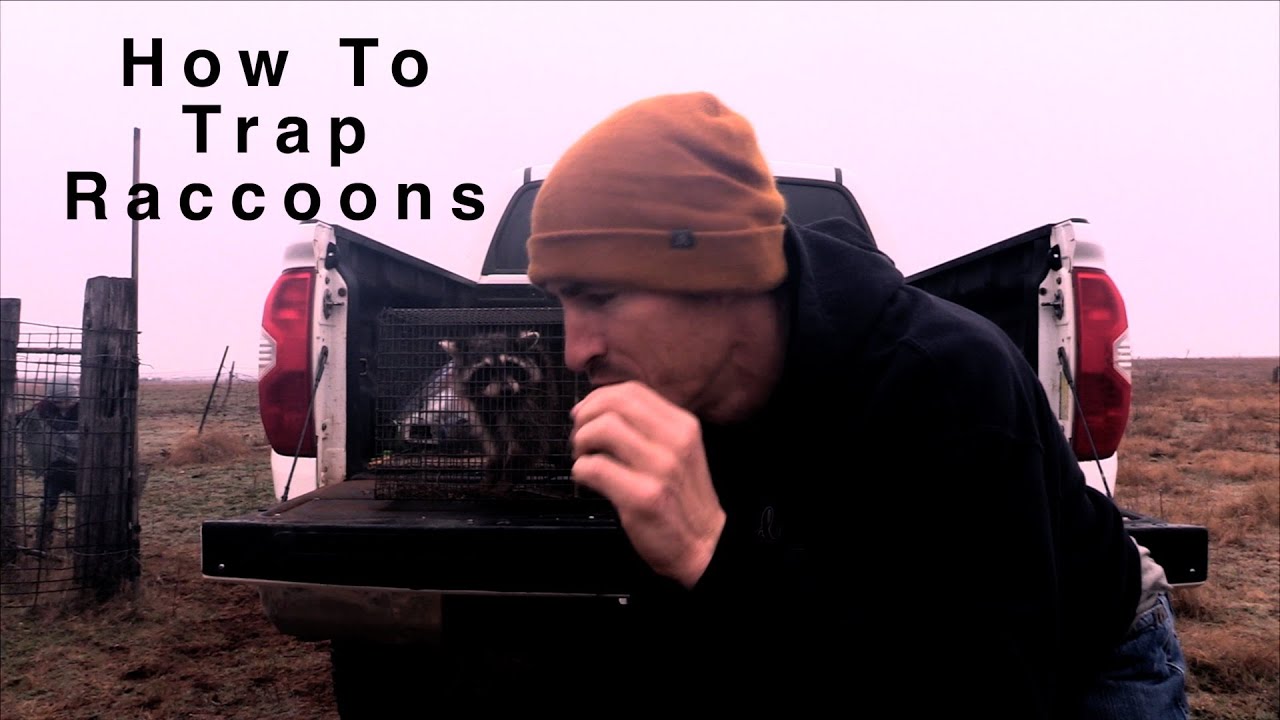 How to trap raccoons for beginners - YouTube