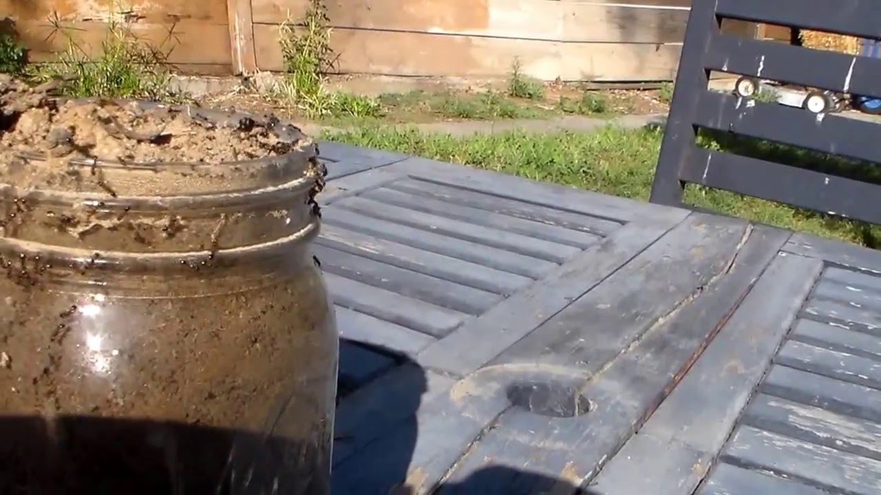 Back Yard Ant Farm--Mason Jar Ant Colony--Surprise Swarmers ...