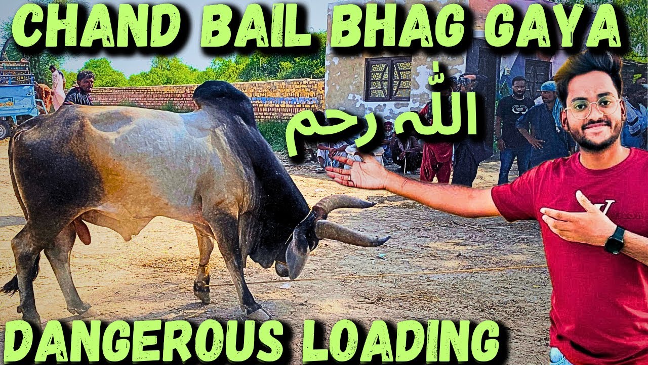 Chand Bail Bhag Gaya 😱 || Dangerous Loading 😱 || ALLAH REHAM || # ...