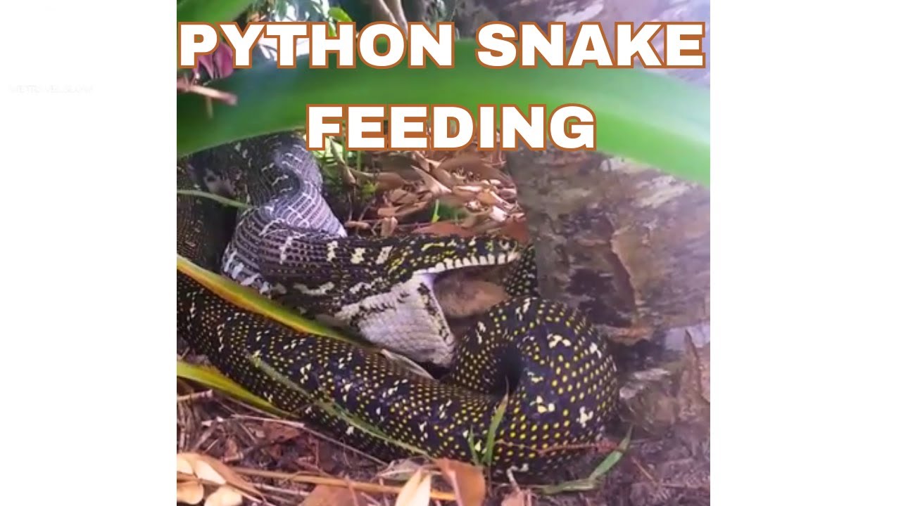 Diamond Python Snake swallows a whole rabbit. This is Australia - YouTube