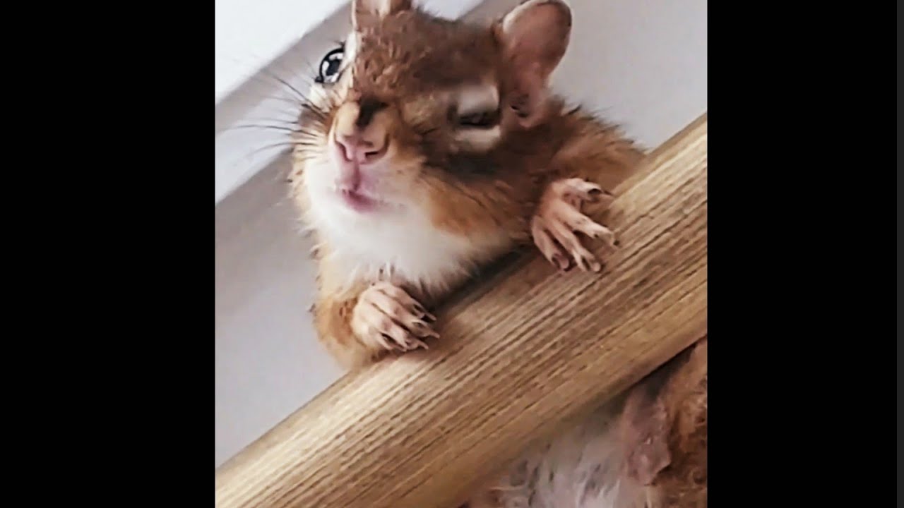 다람쥐는 생식기로 암수를 구분해요 How to tell male or female chipmunks #shorts - YouTube