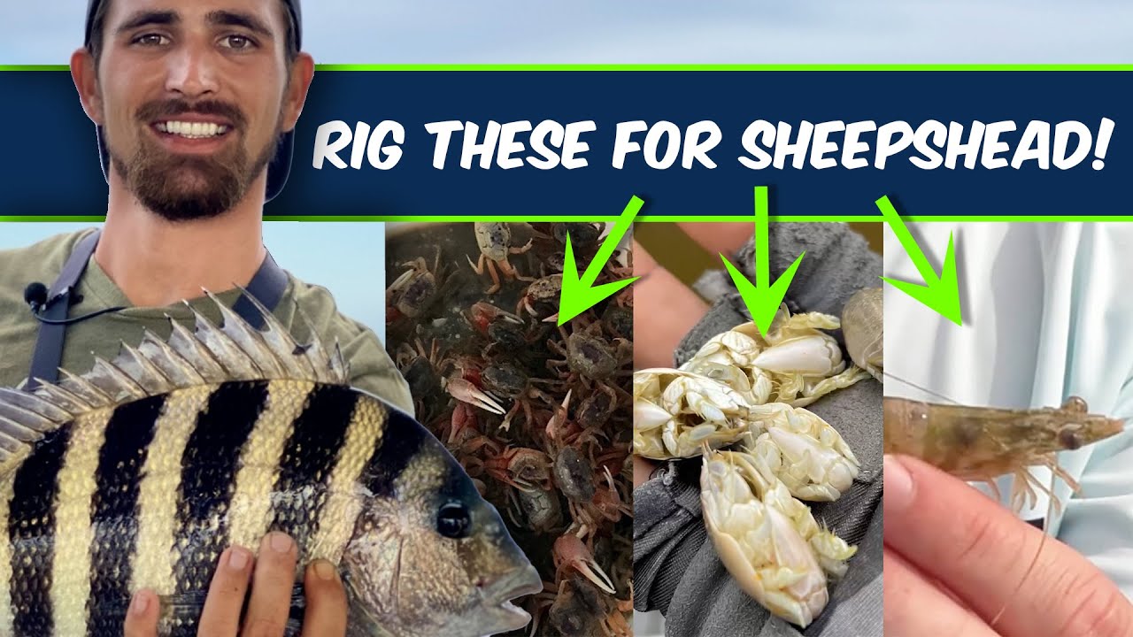 3 Main Live Baits for Sheepshead (And How to Use Them Effectively ...