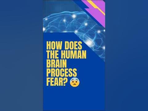 How Does the Human Brain Process Fear 😨 - YouTube