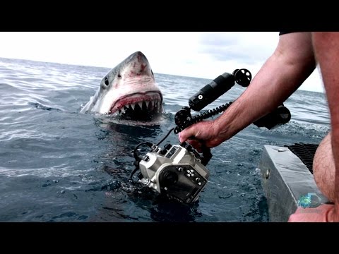 A Great White Explores with Her Mouth | Shark Week