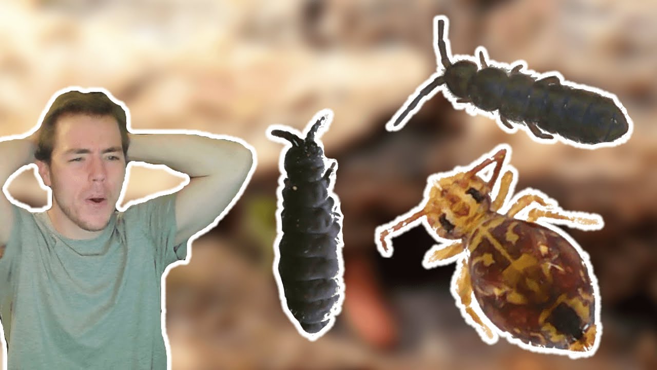 REAL LIFE POKEMON - The Magical World of Springtails - YouTube