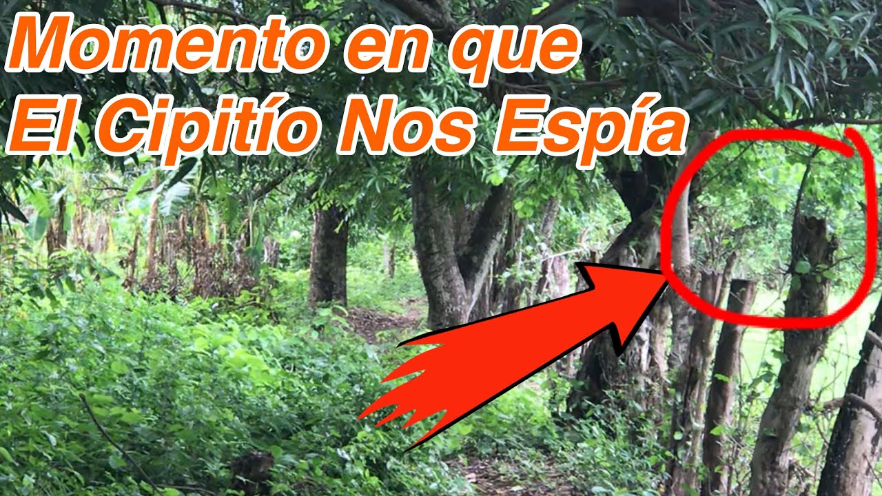 Es Real El Cipitio Si Existe, Mira como Nos Observa desde Lejos ...