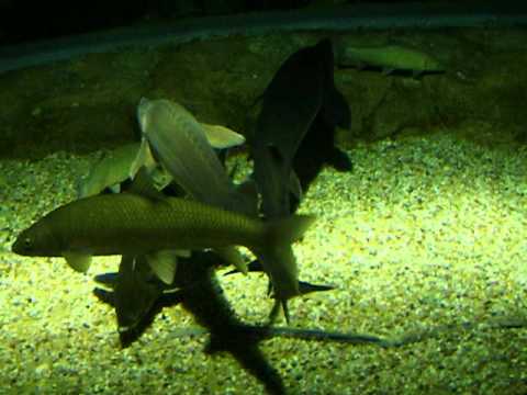 Acipenser baerii - YouTube