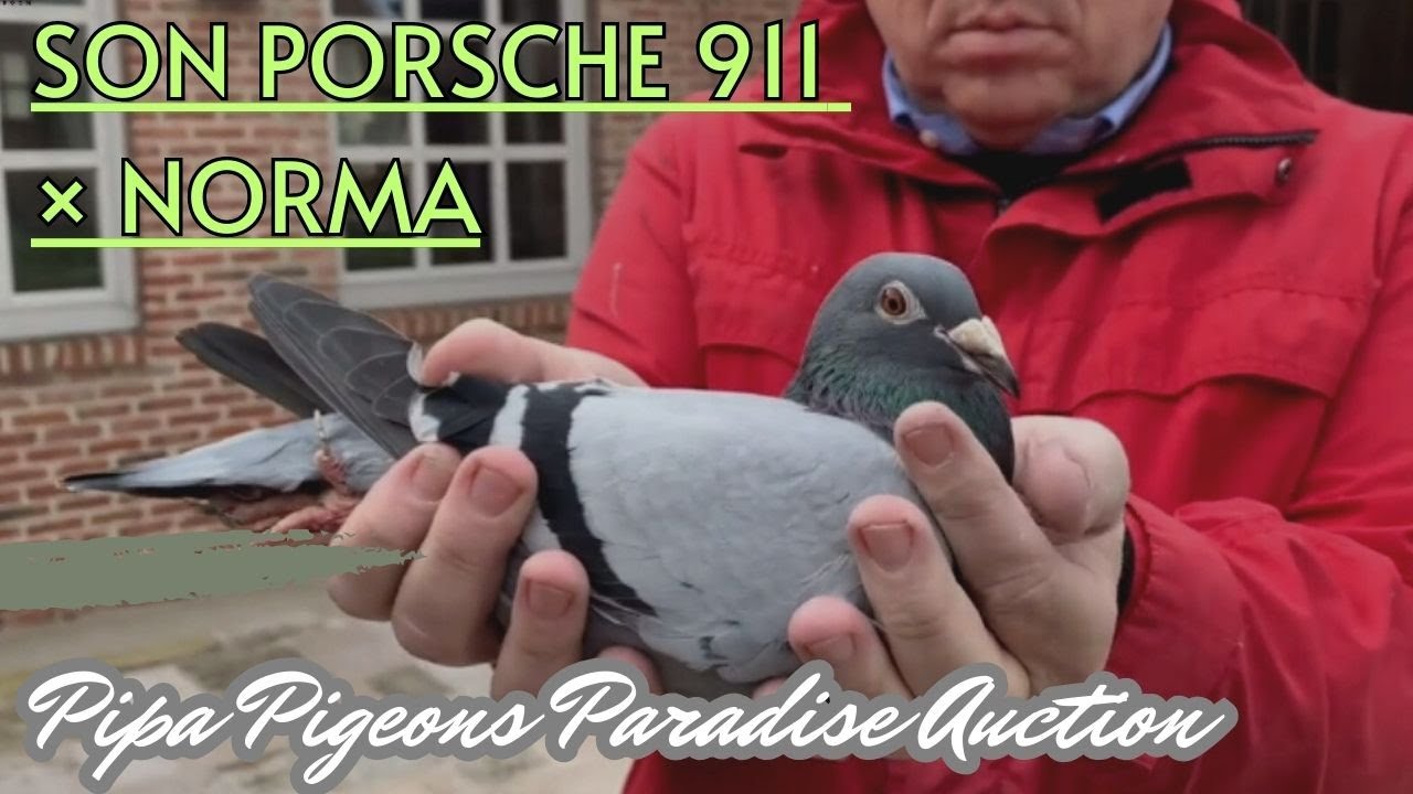 World's Famous Bloodline Racing Pigeon Porsche 911 Will Be In Yours ...