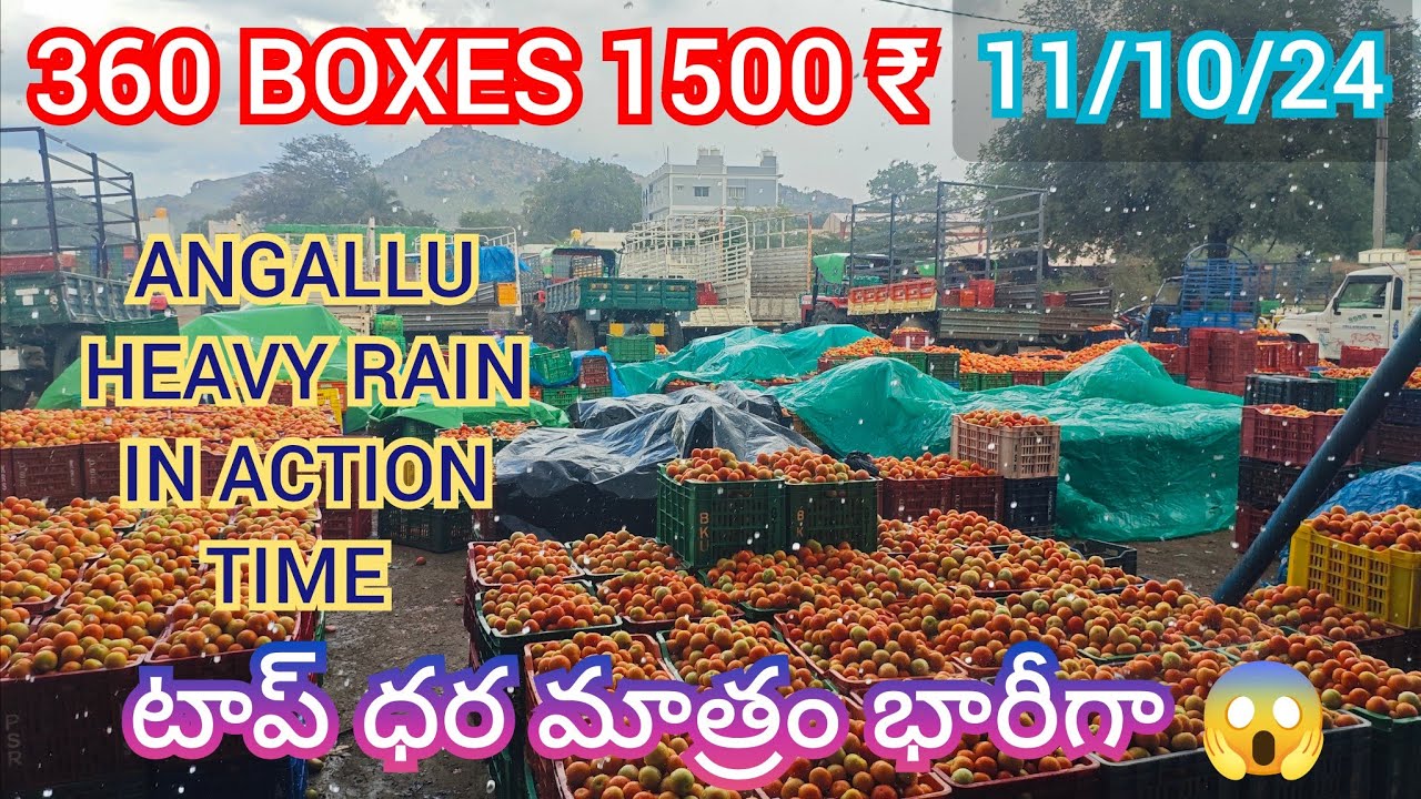 11/10/24 Angallu Tomato Market Price Today || Today Tomato Market Rate ...