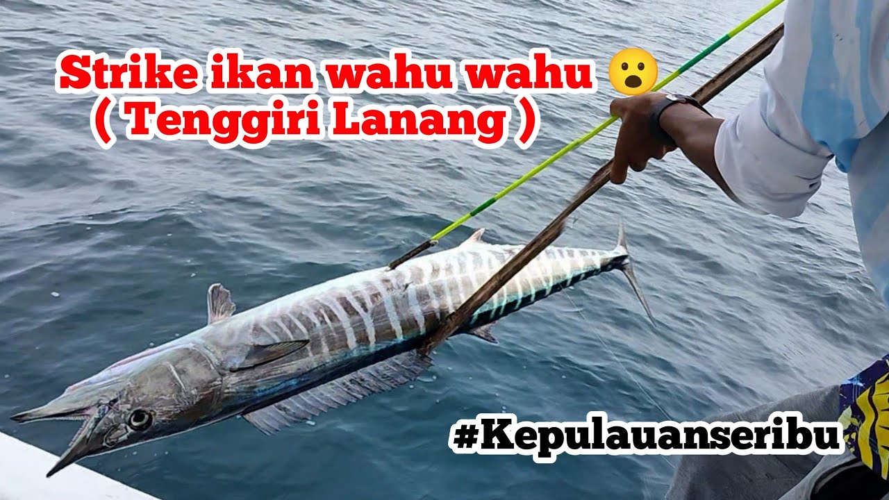 Mancing tenggiri di kepulauan seribu‼️Tanjung pasir - YouTube