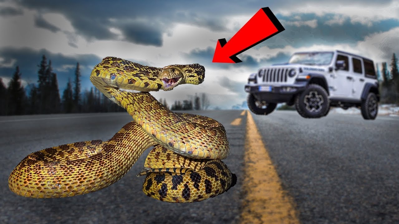 Snakes ALL OVER The Road! - YouTube