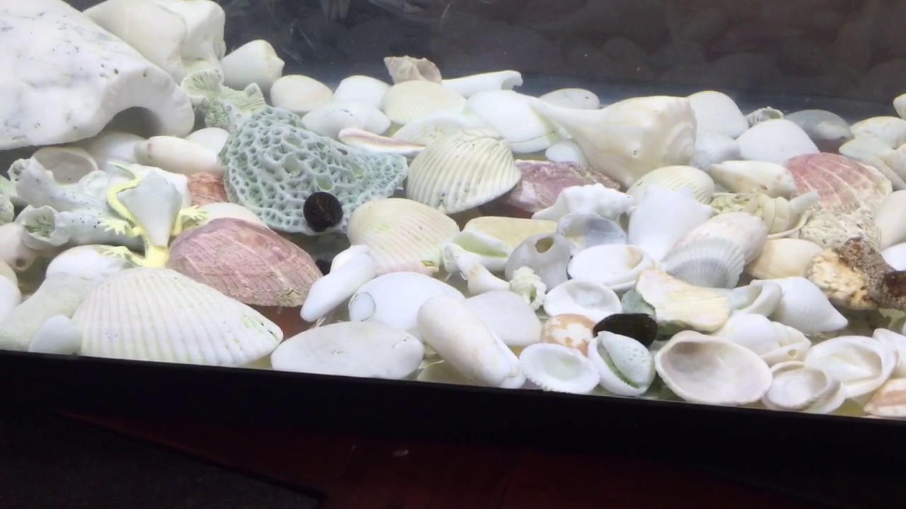 mon poisson rouge a 7 ans - YouTube