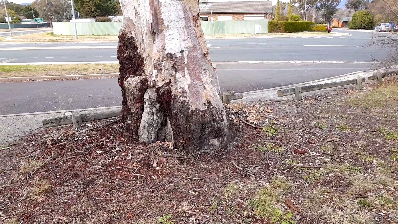 New scar found on an old Aboriginal scar tree - YouTube