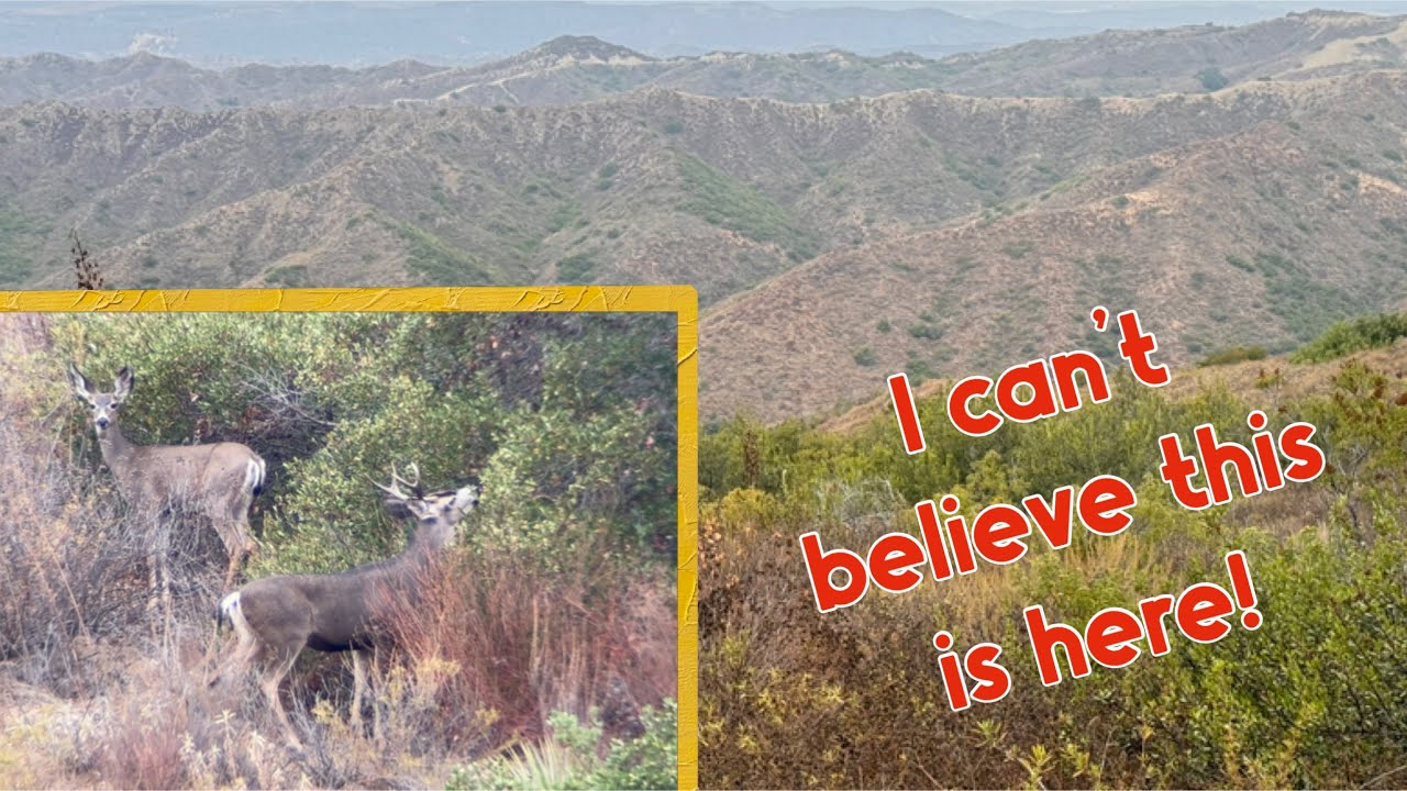 ARE THE MULE DEER IN PRE-RUT? - YouTube