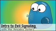 Amoeba Sisters - YouTube