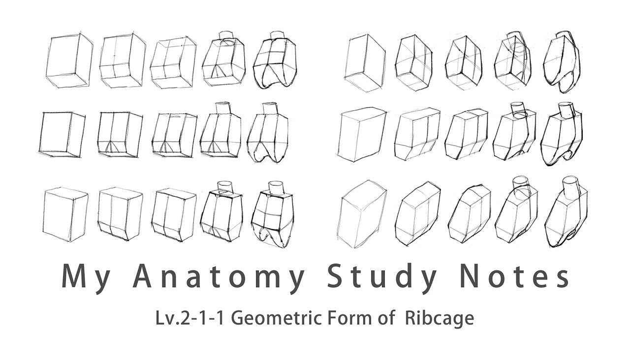 Anatomy Study Notes Lv.2-1-1 – Ribcage Form Simplification | How to ...