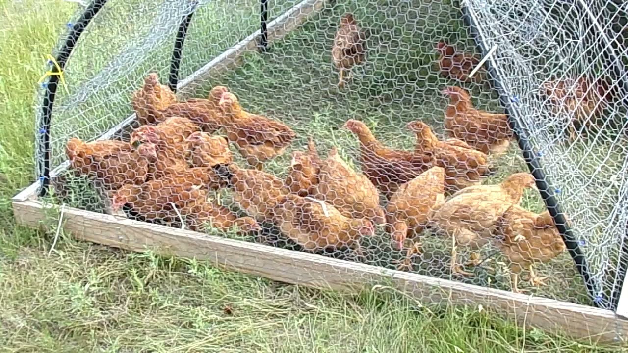 Red Ranger Chickens - YouTube