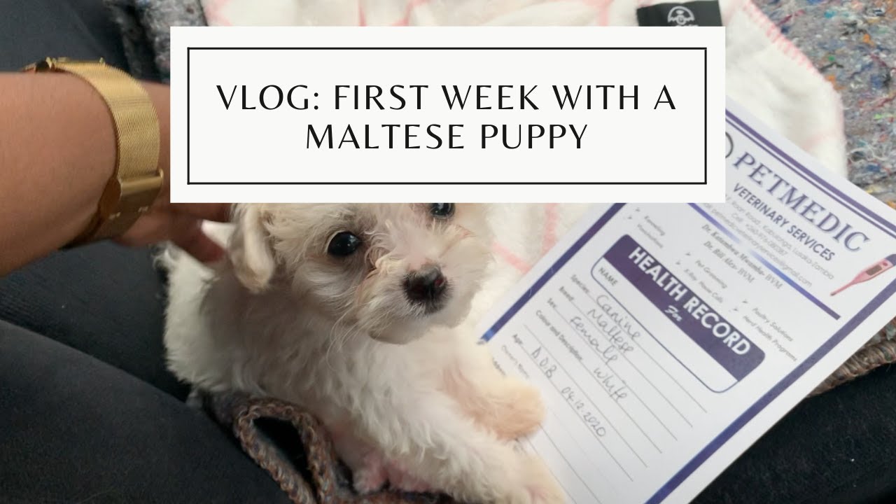 VLOG: My First week with Coco! | MALTESE PUPPY | ItsEsiya - YouTube