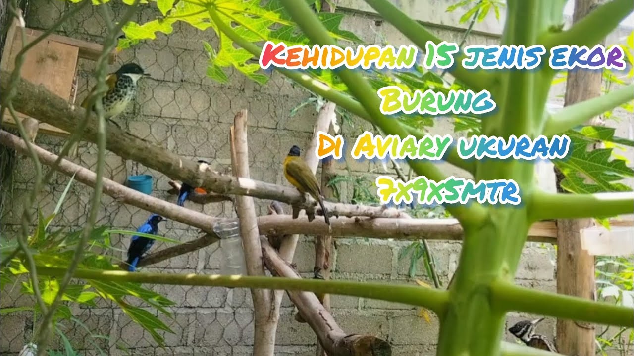 Jenis-jenis burung yang cocok untuk Aviary dan gampang dalam rawatan ...