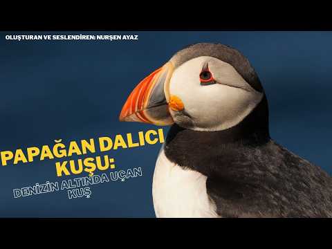 Papağan Dalıcı Kuşu: Denizin Altında Uçan Kuş