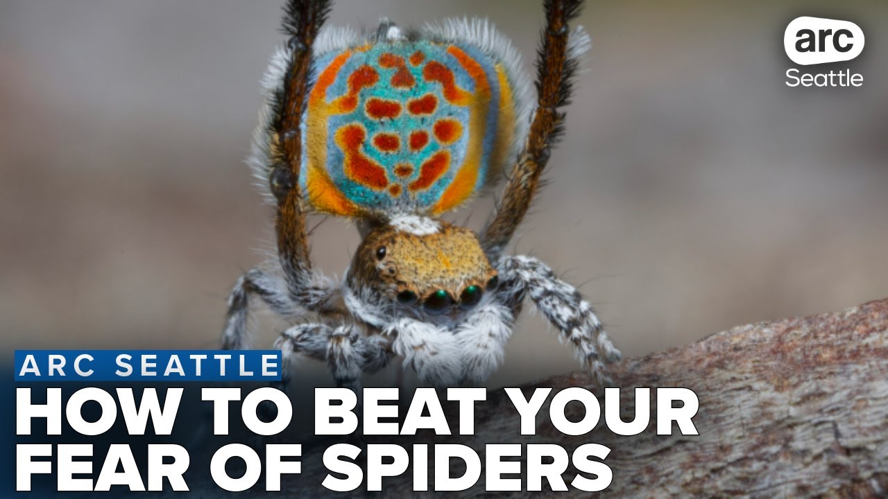 How to conquer your fear of spiders - YouTube