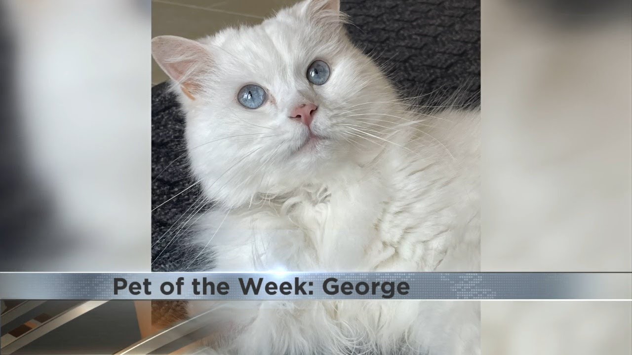 Pet of the Week: George - YouTube