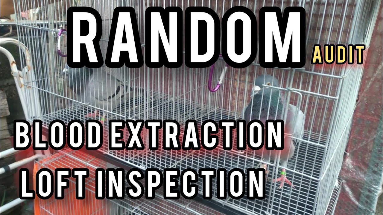 Papel ni BAI sa Pigeon Racing | Proseso ng Random Loft Audit - YouTube