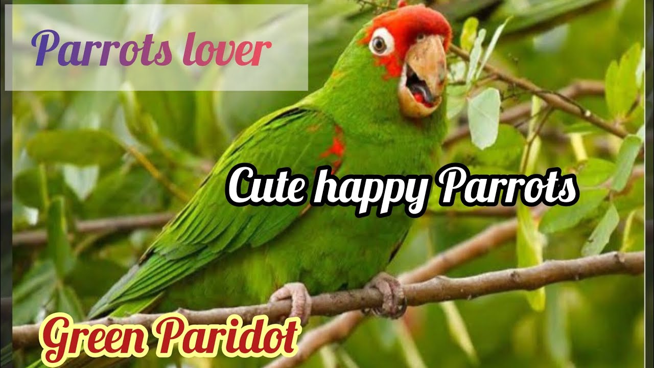 Happy Parrot voice | Voice of Parrot | Pet Parrot | Parrots lover - YouTube