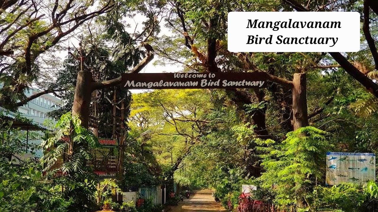 Mangalavanam Bird Sanctuary | Forest| Kandalkadu| Bird| Sanctuary ...