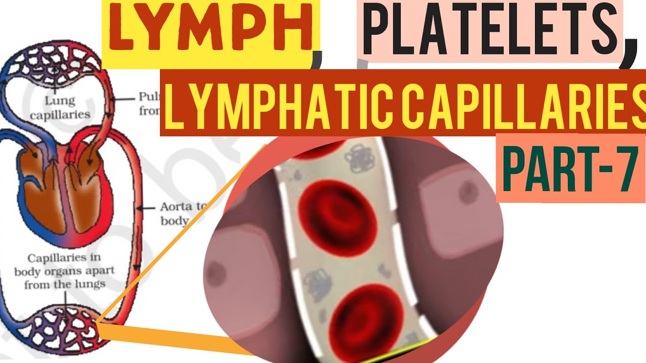 Lymph, Lymphatic capillaries, Platelets|class-10|Chapter-6|Life ...