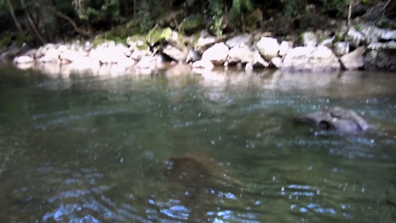 Pastrmka reka Jerma - YouTube