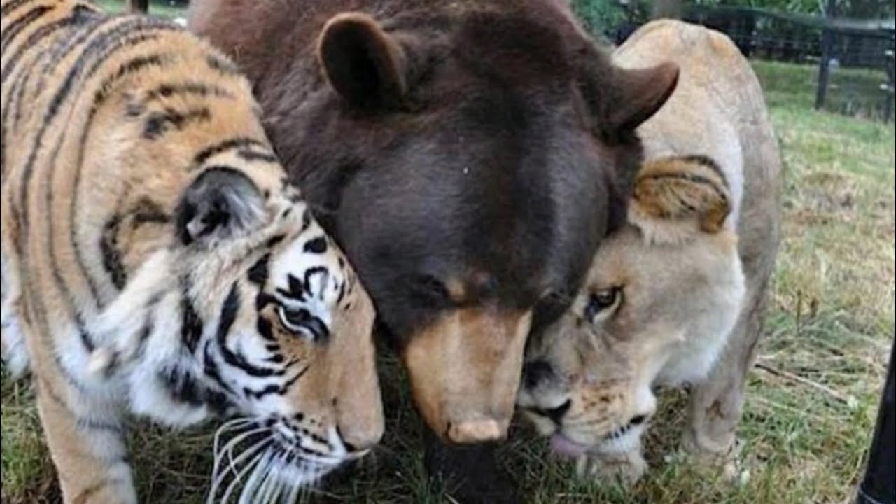 Mengharukan!! Persahabatan 3 Hewan Dari Kecil Hingga Dewasa Tidak Bisa ...