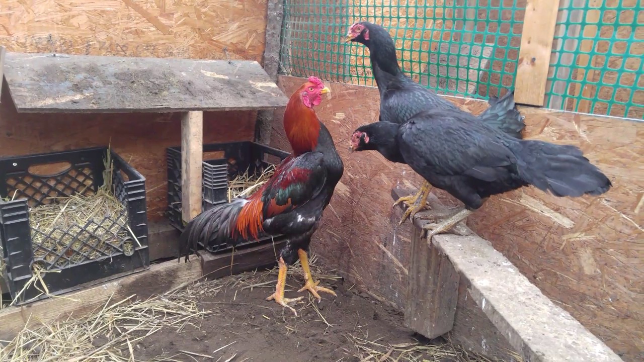 Qaib MA 2017 - YouTube