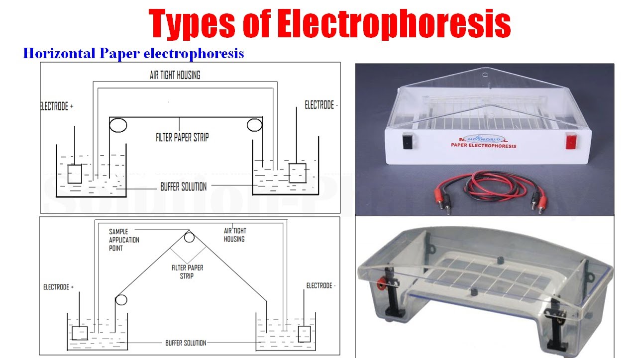 Electrophoresis (Part 02) | Types of Electrophoresis | Paper ...