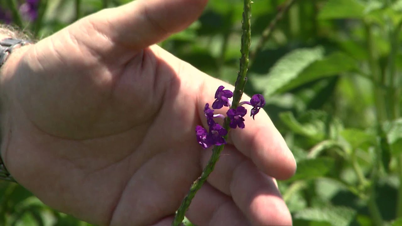 Porterweed adds beauty and wildlife - YouTube